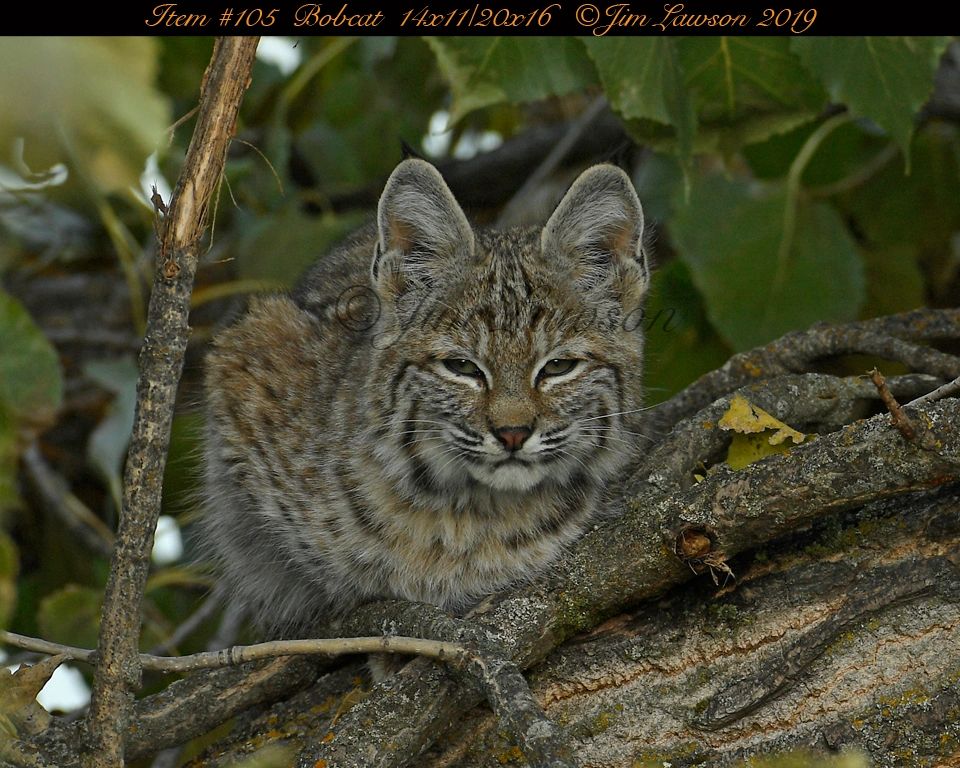 Item #105 Bobcat