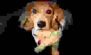 Mainely Mauxies and Doxies - Dachshund Breeder, Breeder, Mauxie