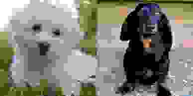 Mainely Mauxies and Doxies - Dachshund Breeder, Breeder, Mauxie