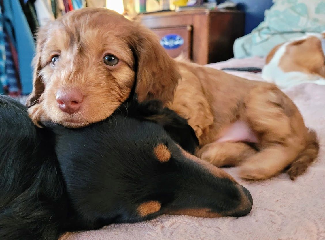 Mainely Mauxies and Doxies - Dachshund Breeder, Breeder, Mauxie