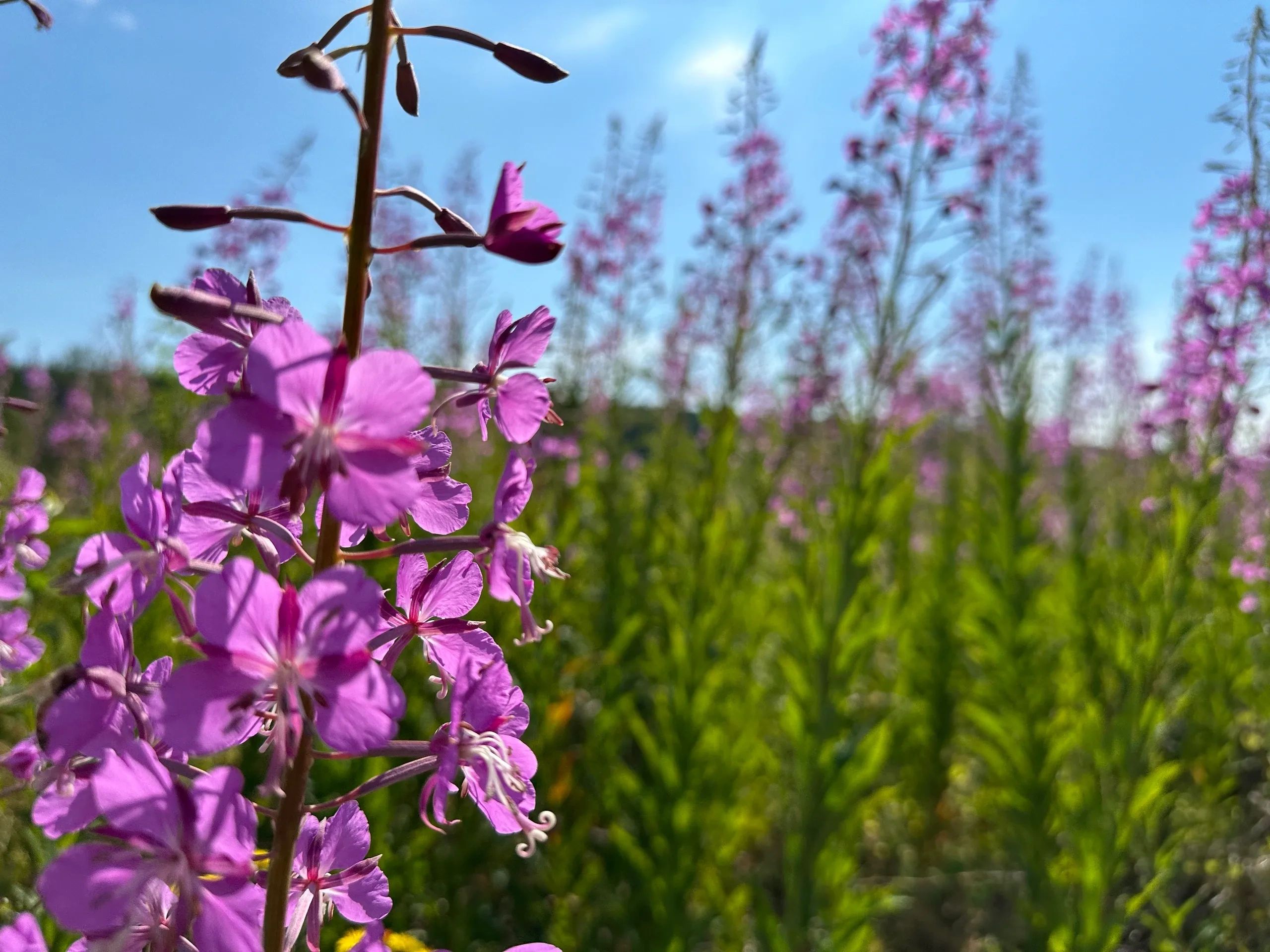 Flexible Credit Card Payments | CLARITY CARD