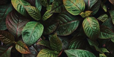 Organic Herbal Tea Australia | Fresh Blends - Golden Wattle Tea