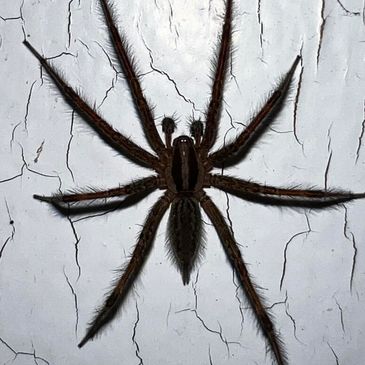 Buggin’ Out pest solutions