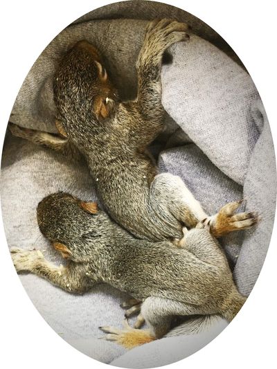 Wildlife Reference Sheet | Centre Wildlife Care