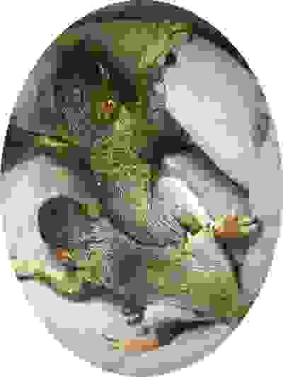 Wildlife Reference Sheet | Centre Wildlife Care