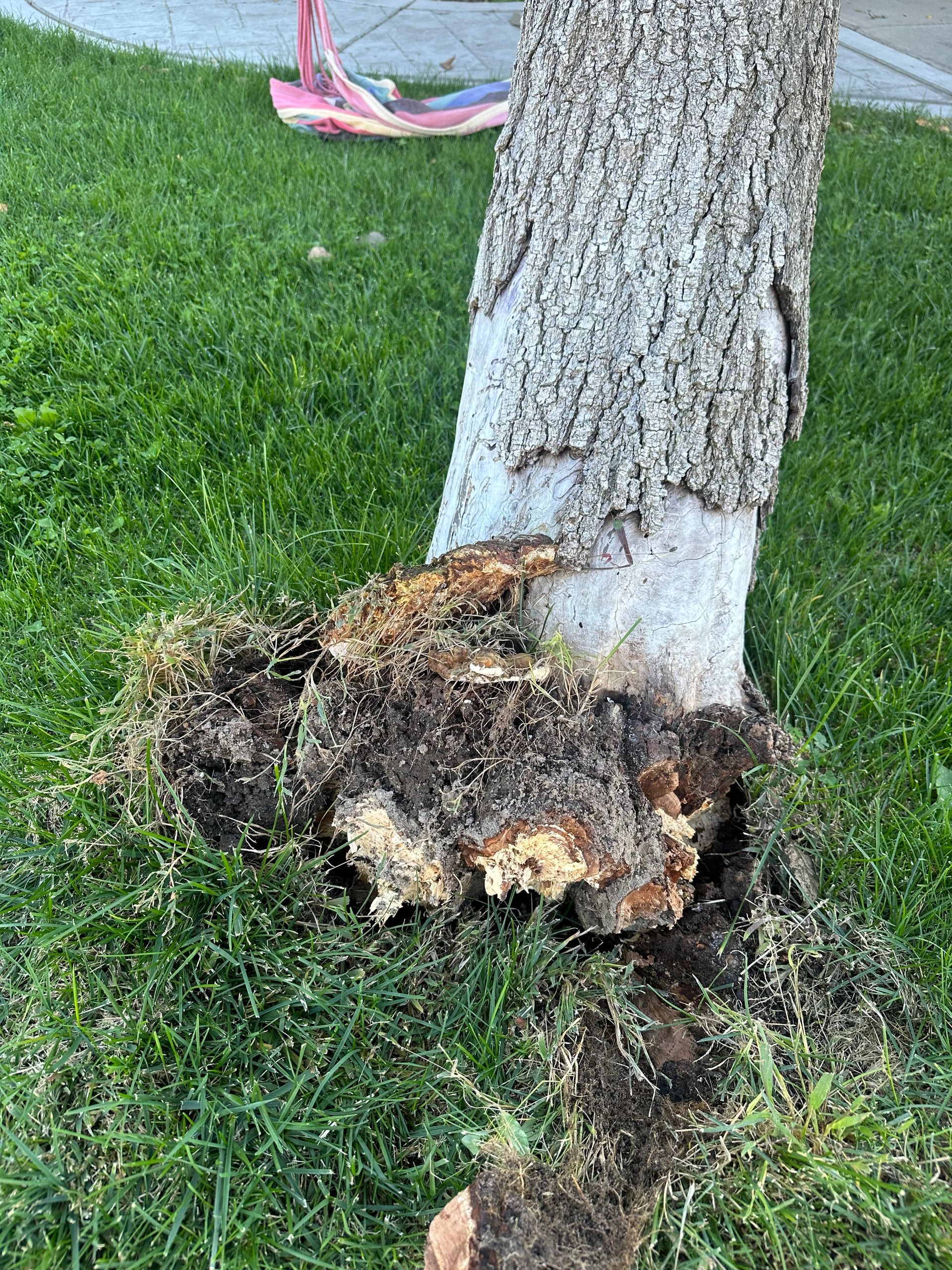 A Guide to Inspecting Your Tree for Root Rot