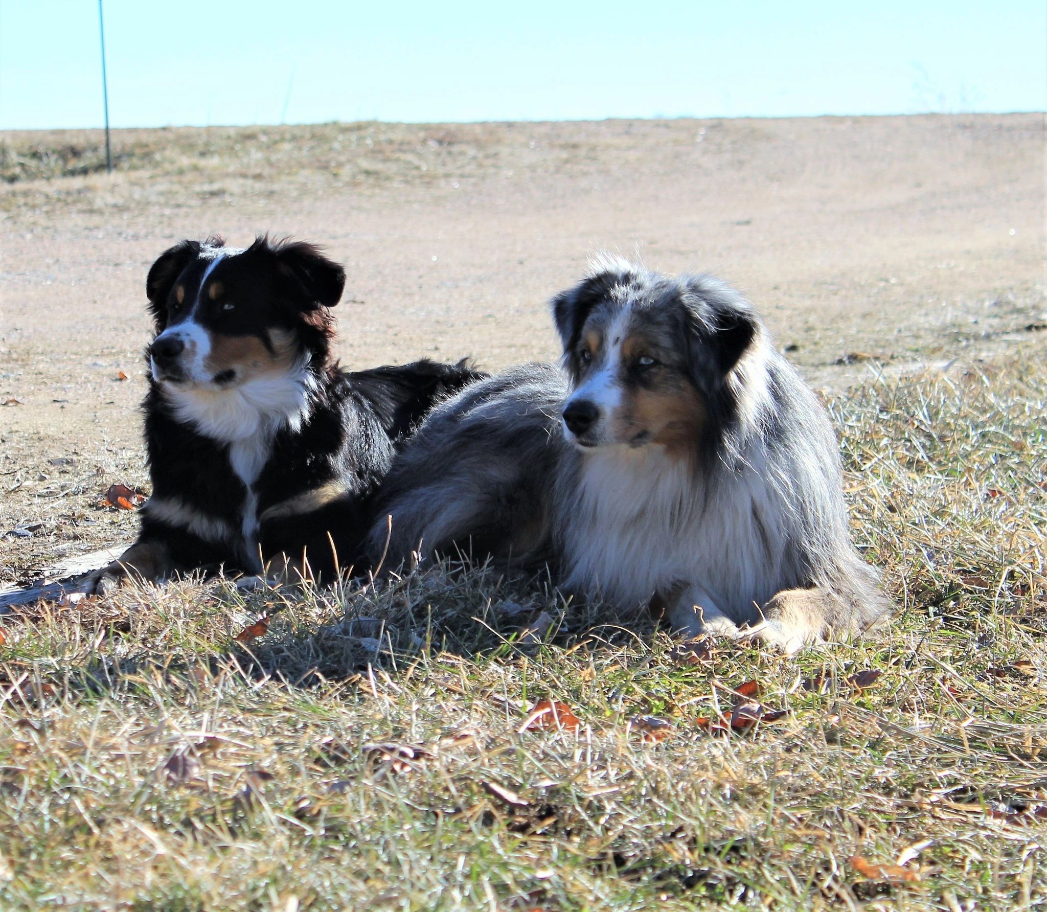 Dachshund Mini Australian Shepherd Mix