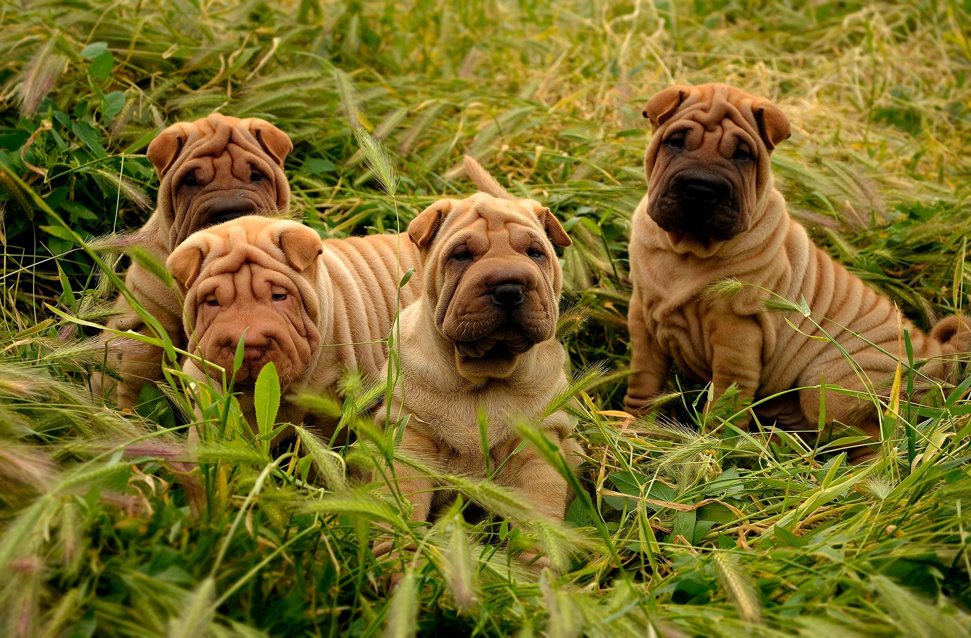Puppies | Peppe Nero SharPei kennel