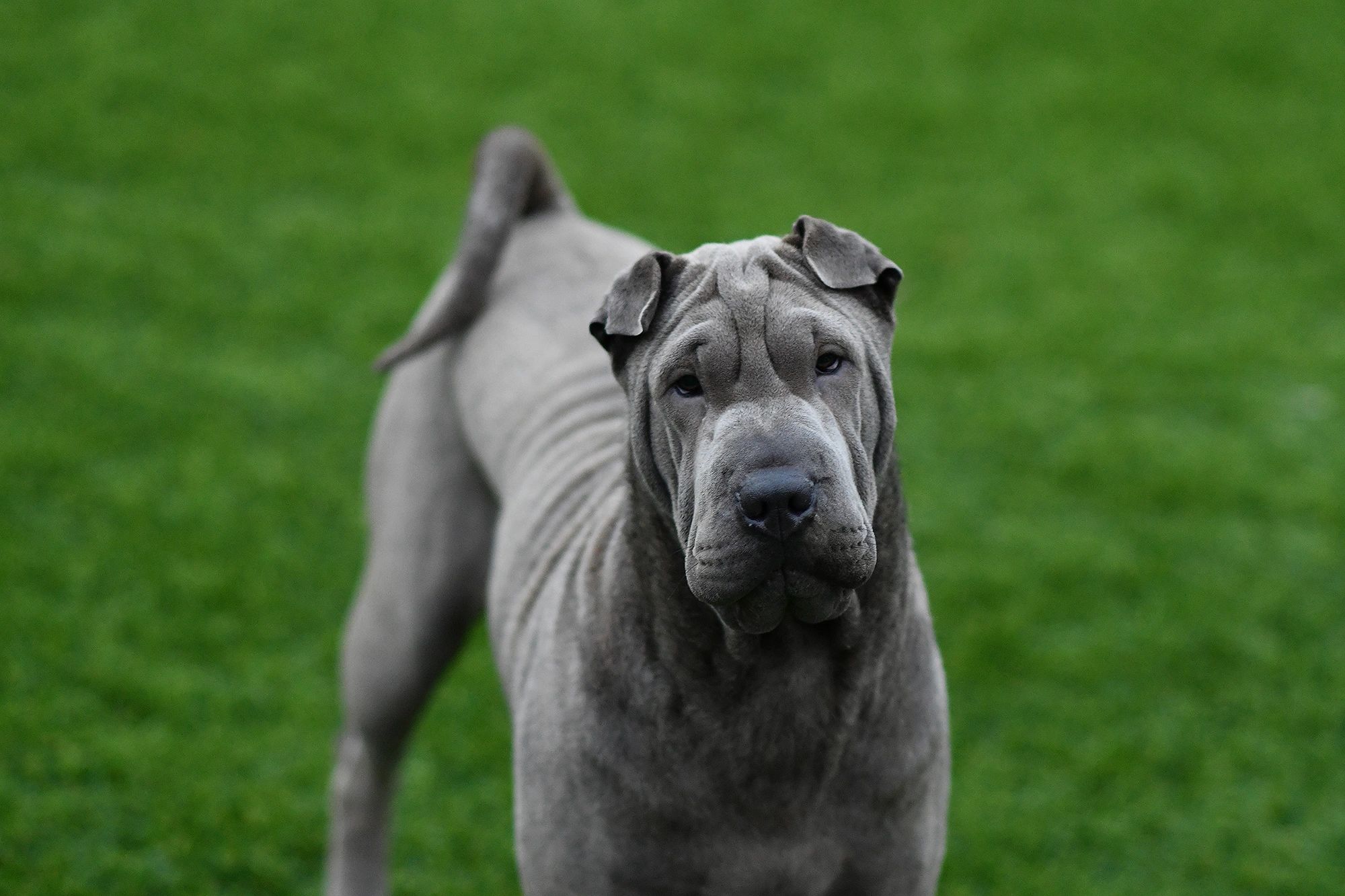 High Quality SharPei Puppies - Peppe Nero SharPei kennel