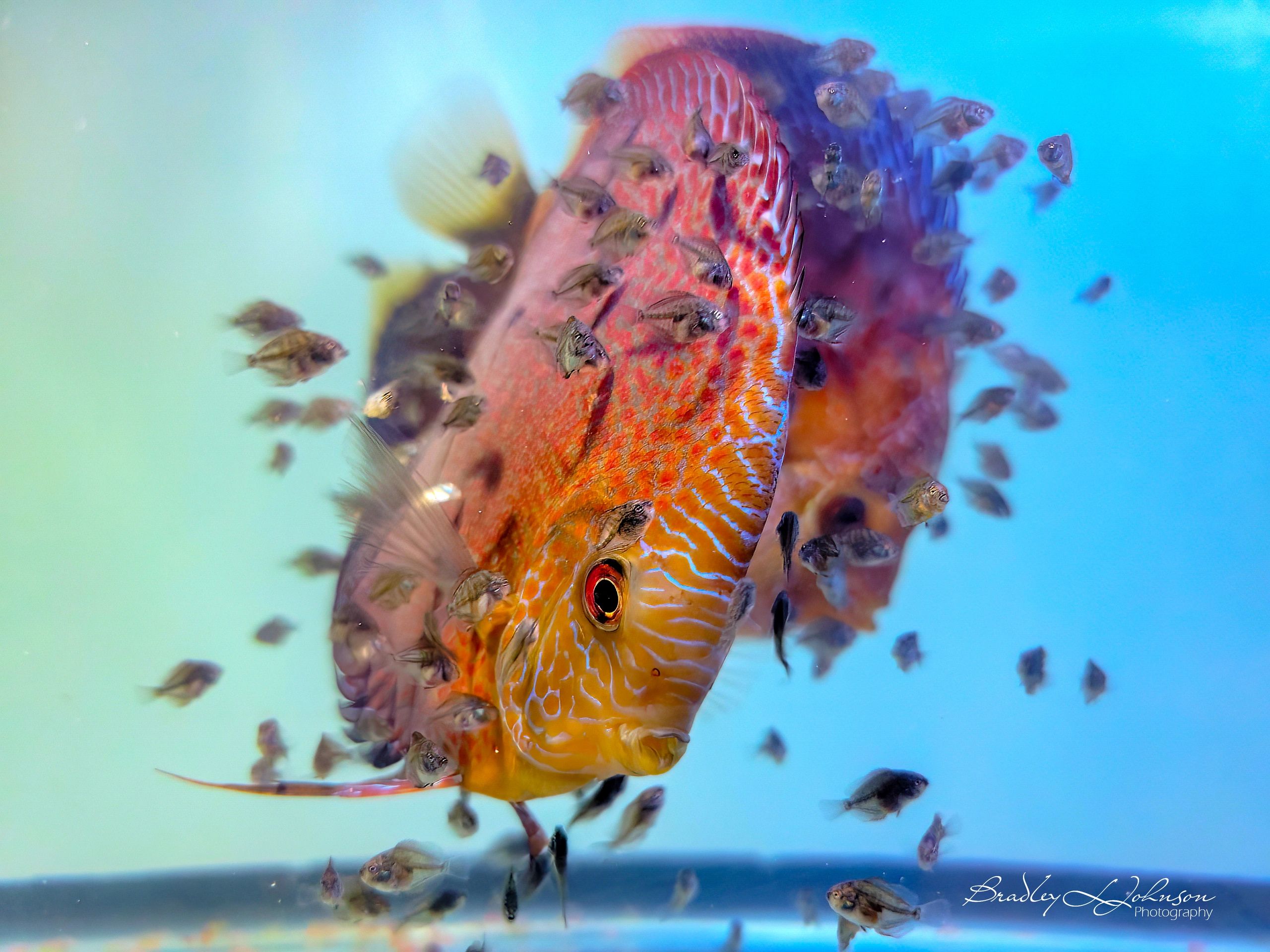 Discus Cellar - Discus Fish