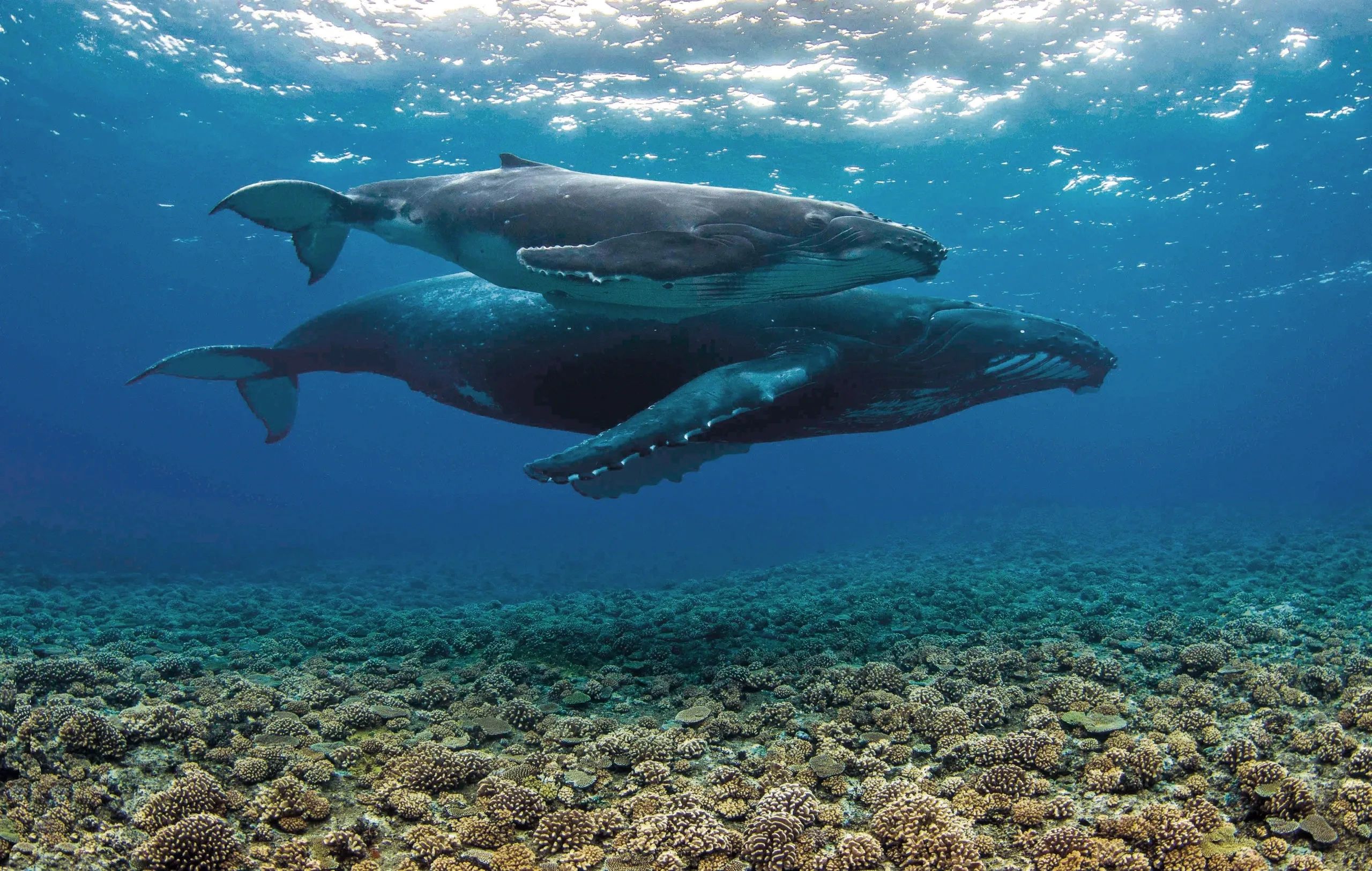 Mata Tohora | Odyssey for Life