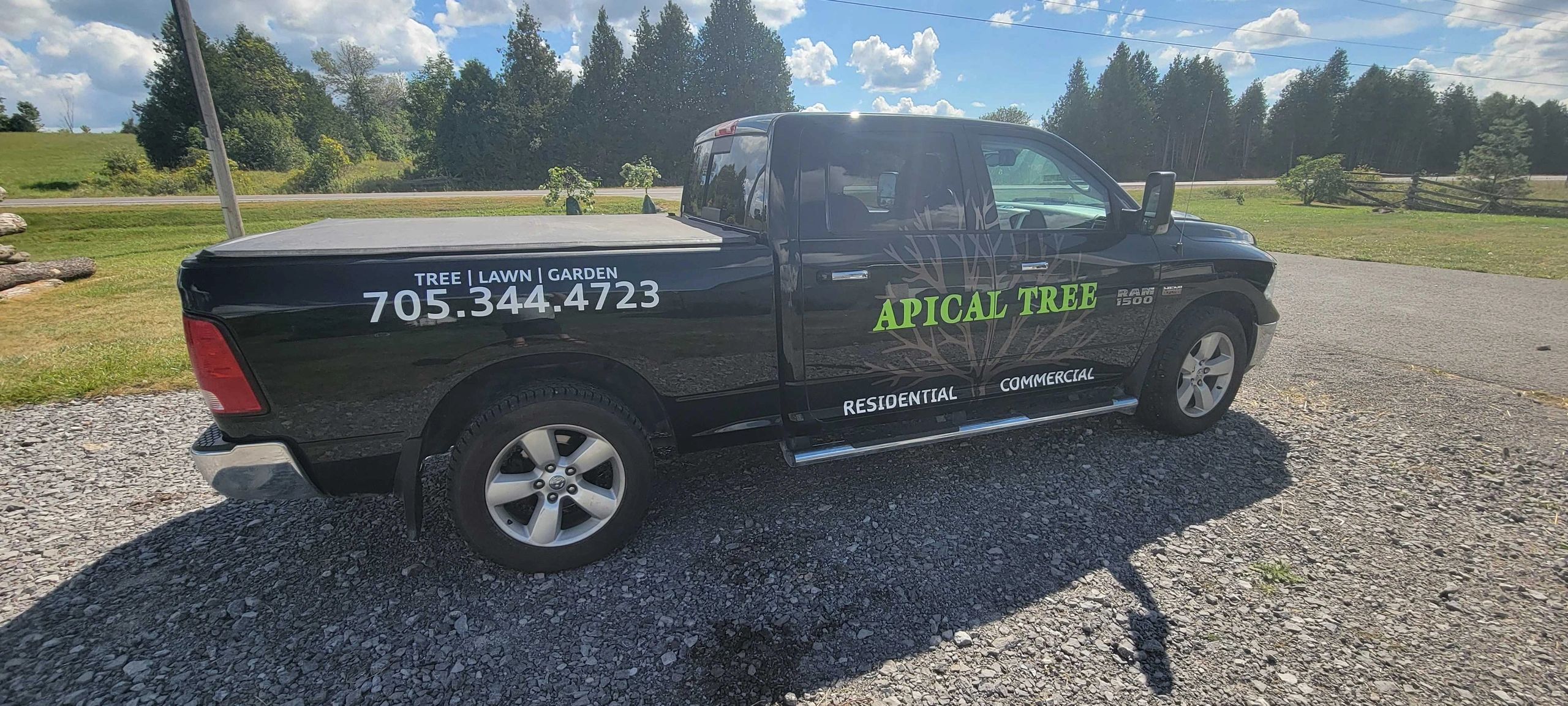Professional Tree Service Experts | Apical Tree