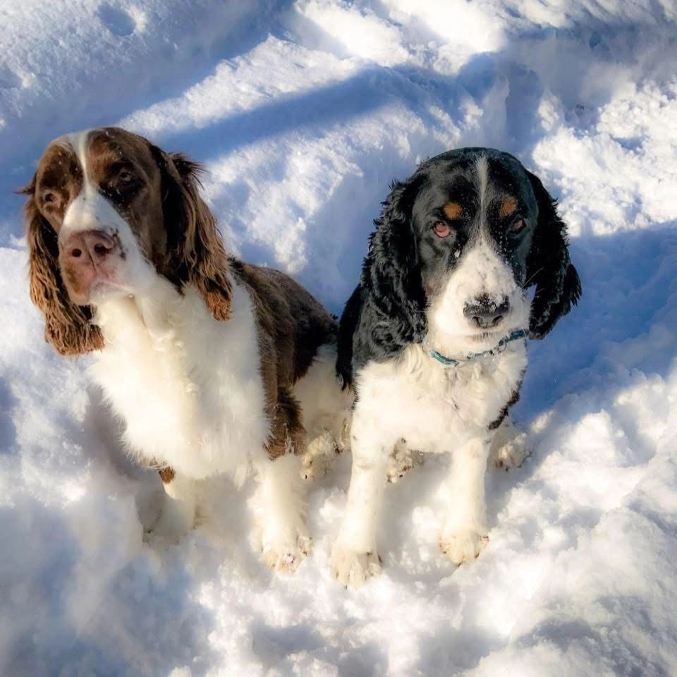 Sunshine Ridge Boarding Kennel