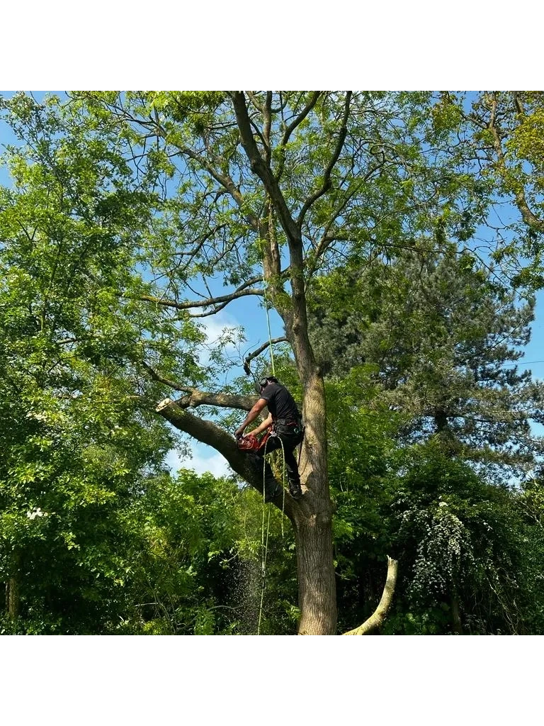 Burnham Tree Services - Tree Pruning, Tree Surgeon, Tree Services
