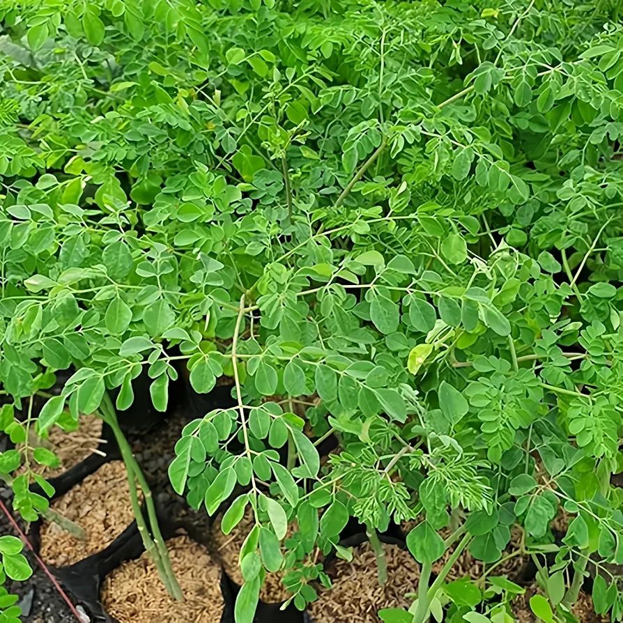 Moringa Plants (4 inch Pot)