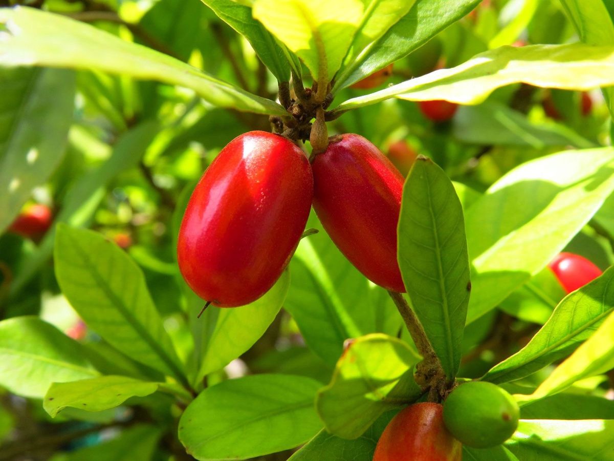 Miracle Berry (Synsepalum dulcificum) Seeds