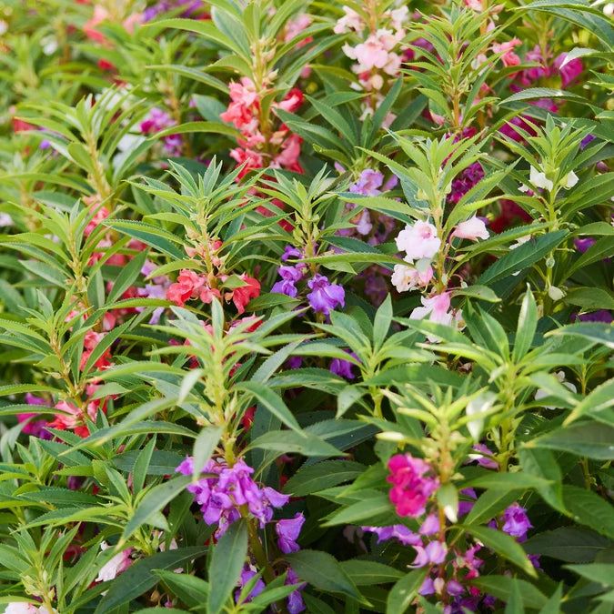 Balsam / Touch-Me-Not (Impatiens balsamina) Seeds
