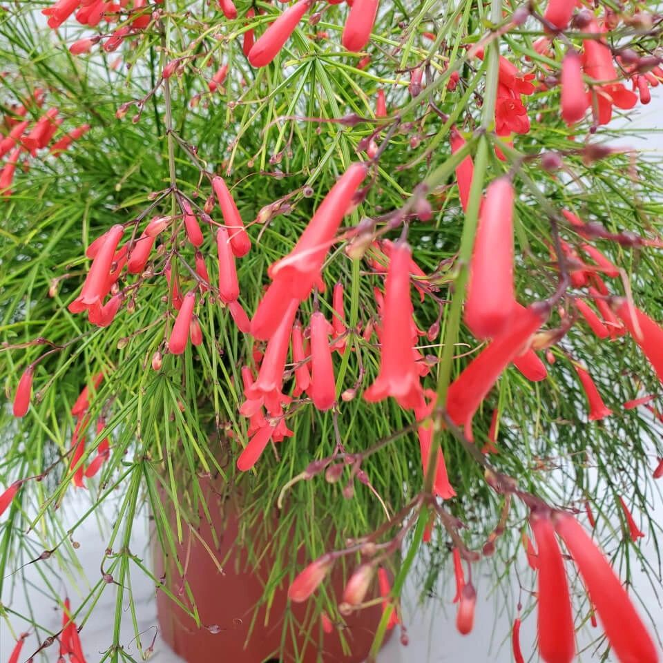 Firecracker Bush (3 Gallon Pot)