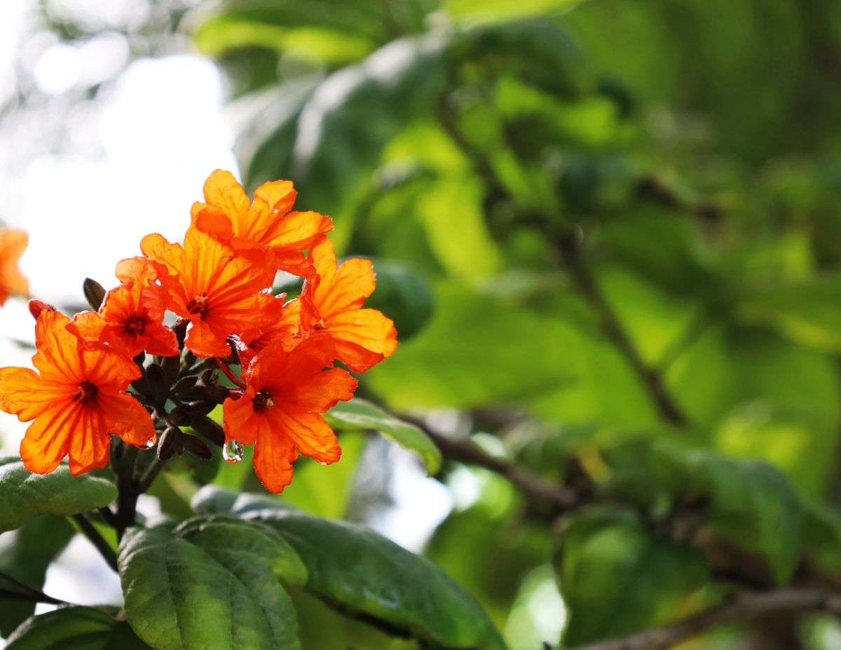 The Geiger Tree Seeds