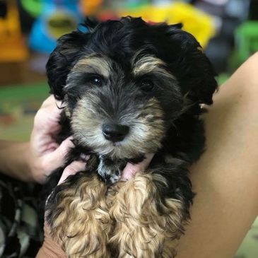 Oodles of Moodles Pty Ltd