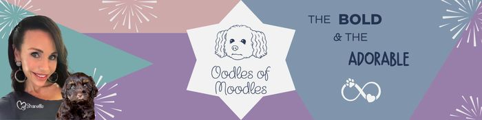 Moodle Puppies for Sale, Looking for a Maltipoo Breeder? We have ...