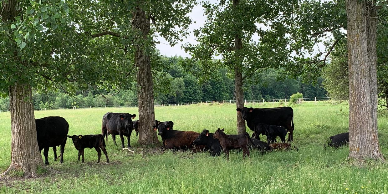 Grass Fed & Finished Premium Black Angus Beef - Strathroy, Ontario