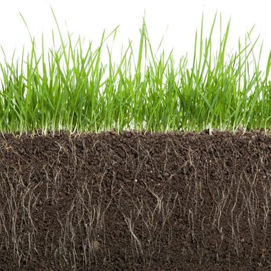 Lawn Care Tips | Perfect Turf Perth