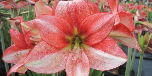 Sweet Dream Amaryllis