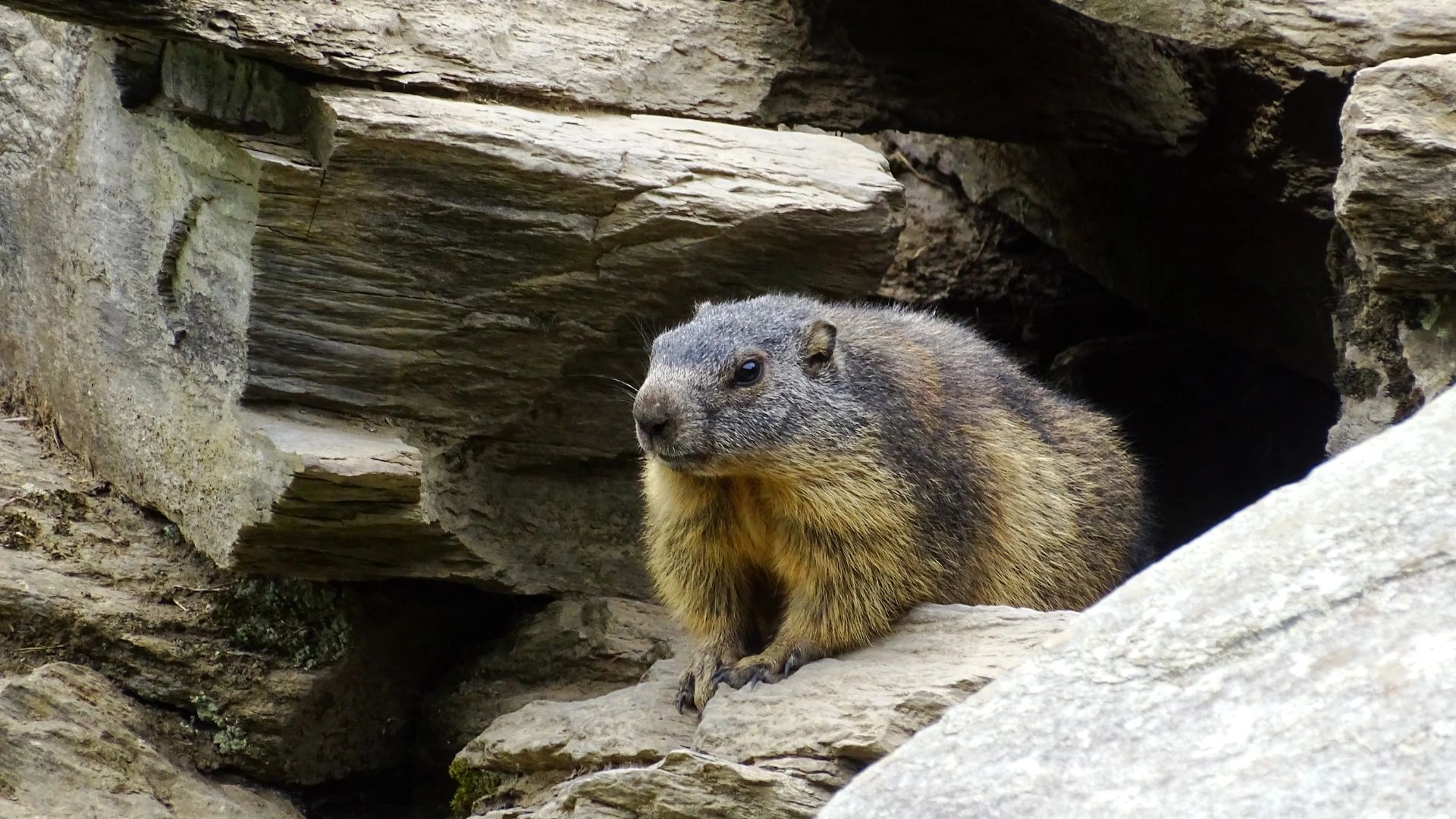 Should you trust a groundhog or a meteorologist?