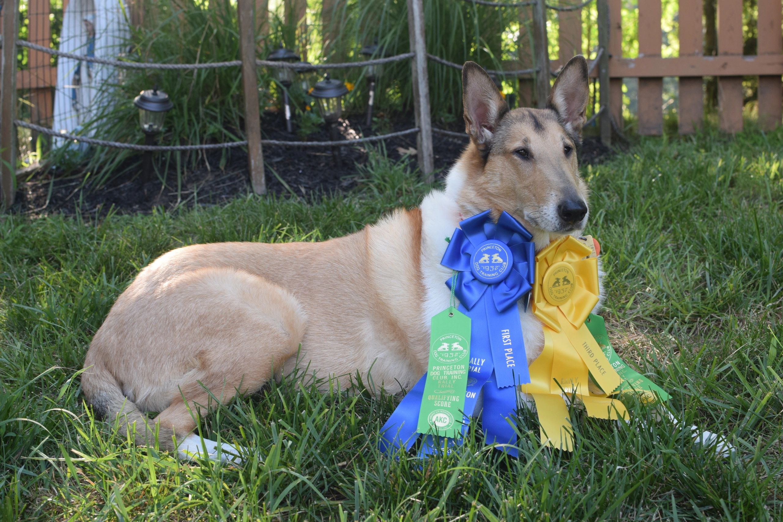 DogStar Training USA