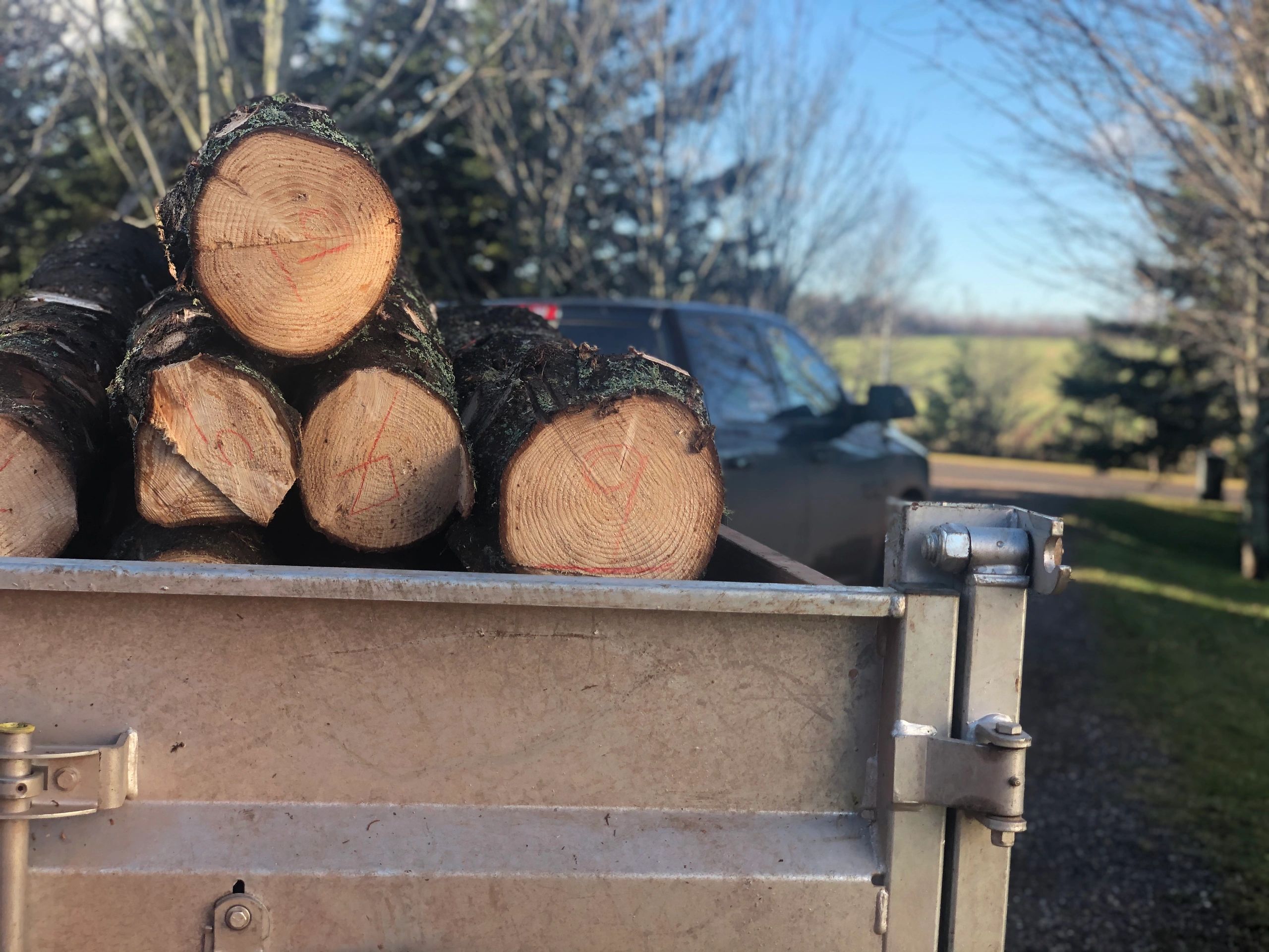 Tree Removal Service - Backwoods Tree Cutting Services