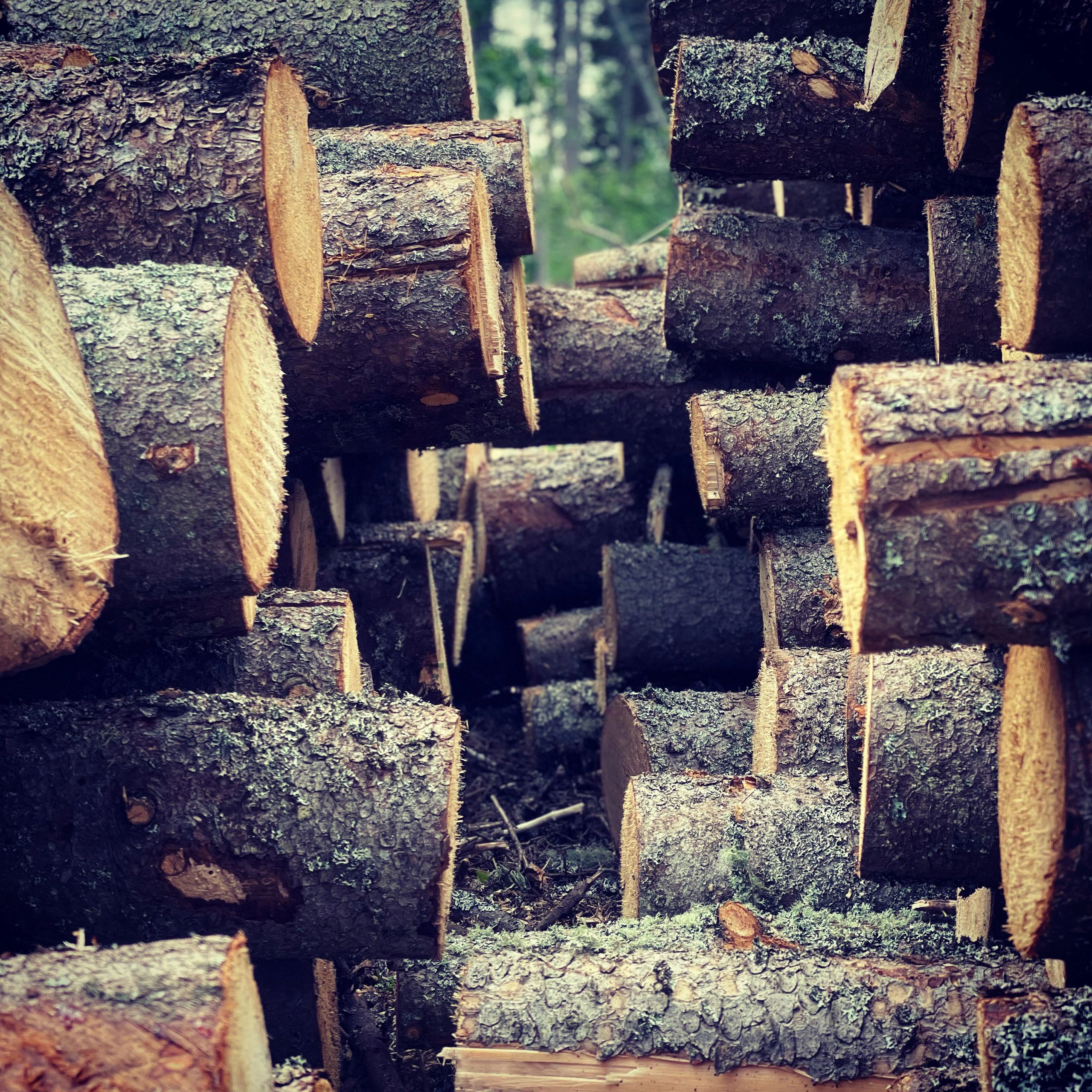 Tree Removal Service - Backwoods Tree Cutting Services