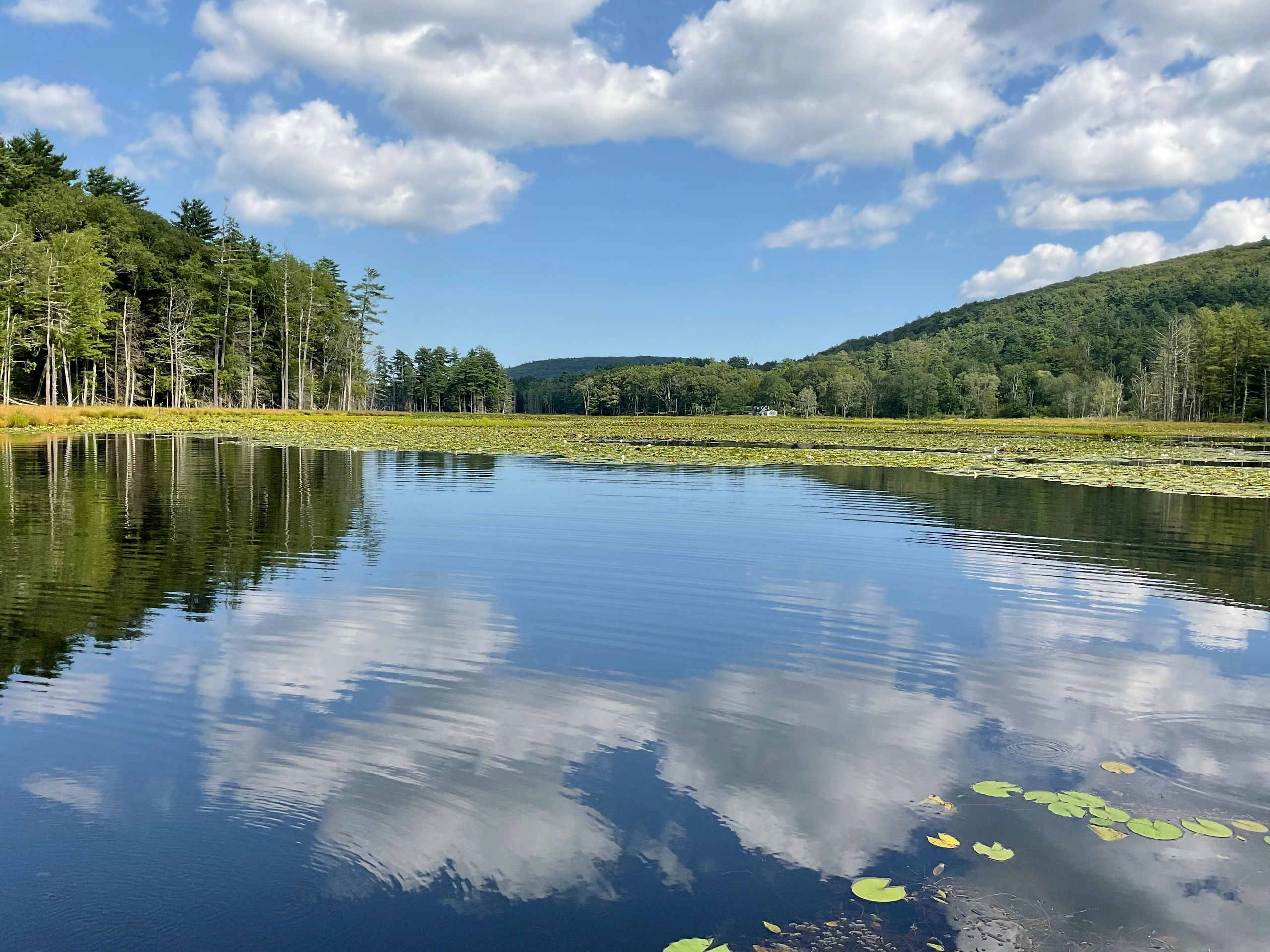 Yankeetown pond - Wildlife Conservation, Woodstock