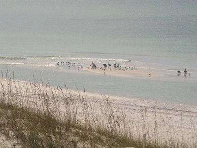 Home Page [pcbeachpinnacleport.com]