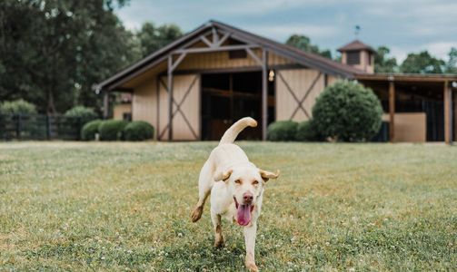 Dog Boarding - Kayla Brooke's Bark 'n Board