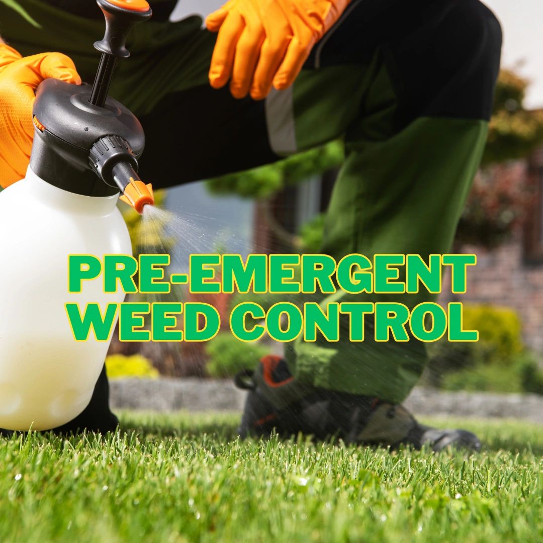 What Is Pre-Emergent Weed Control? A Must-Have For Your Lawn.