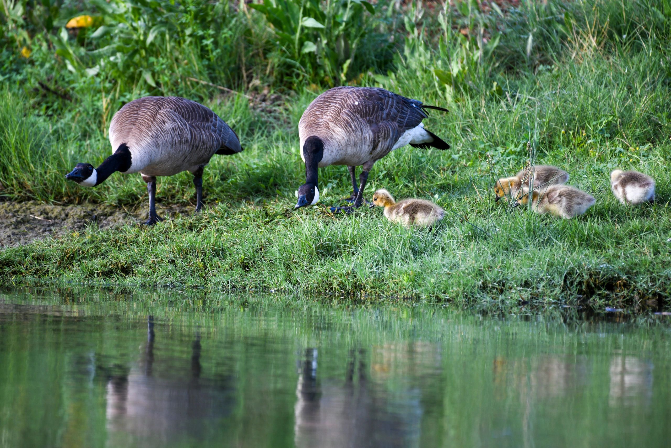 Explore Delta Birds: California's Avian Wonders