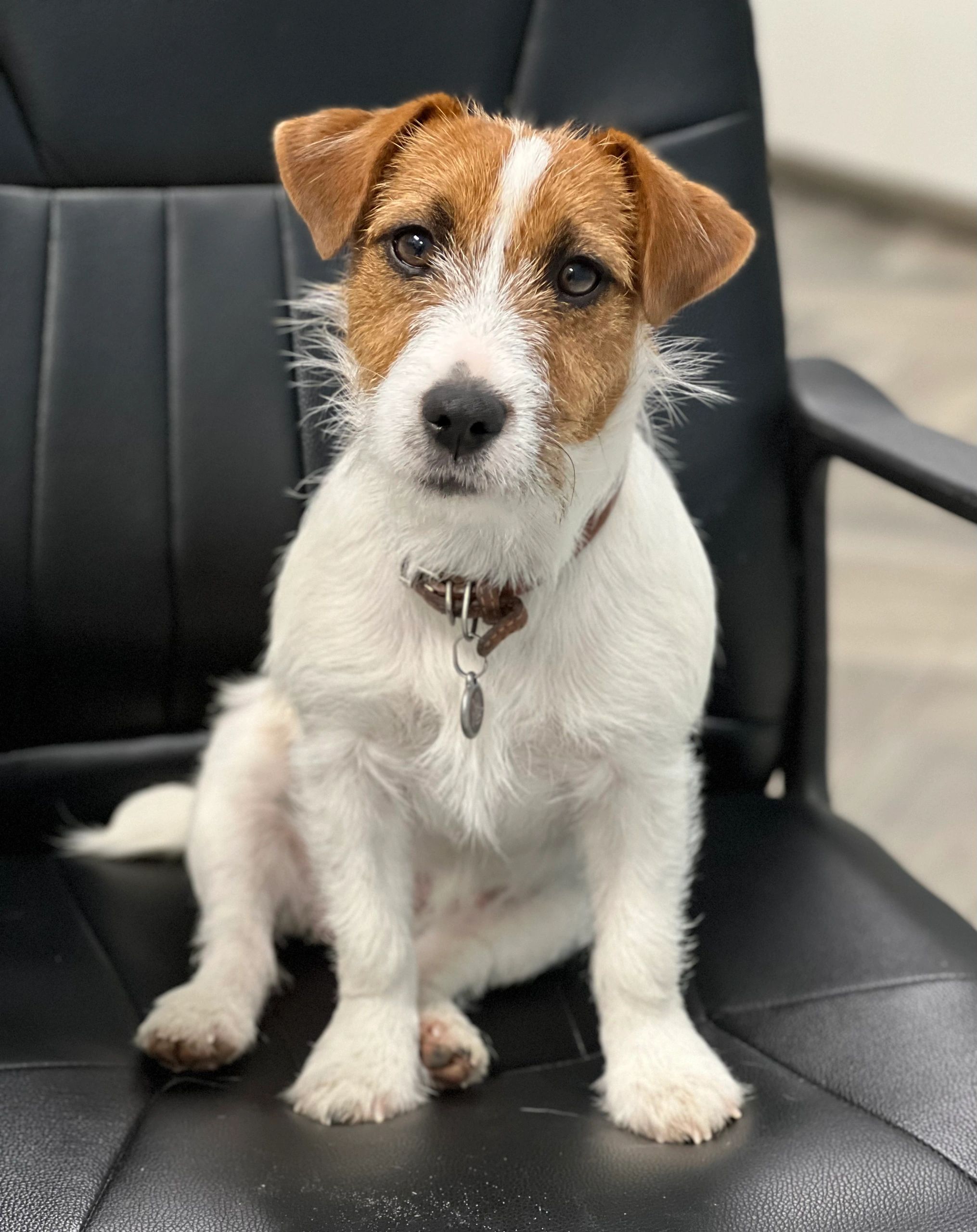 T/K Russell Terriers & Shorty Jacks - Jack Russell, Russell Terrier