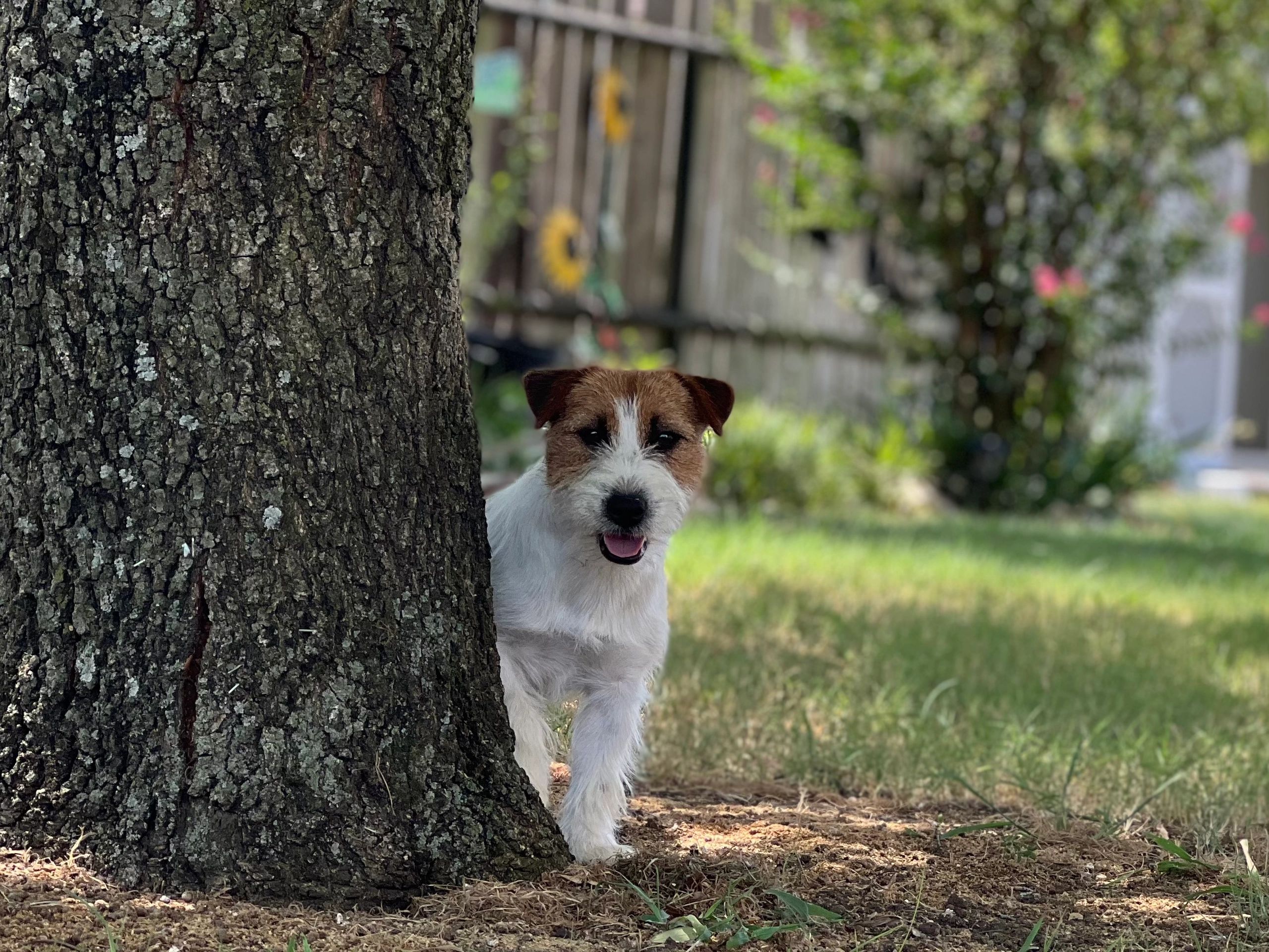 Available puppies | T/K Russell Terriers & Shorty Jacks