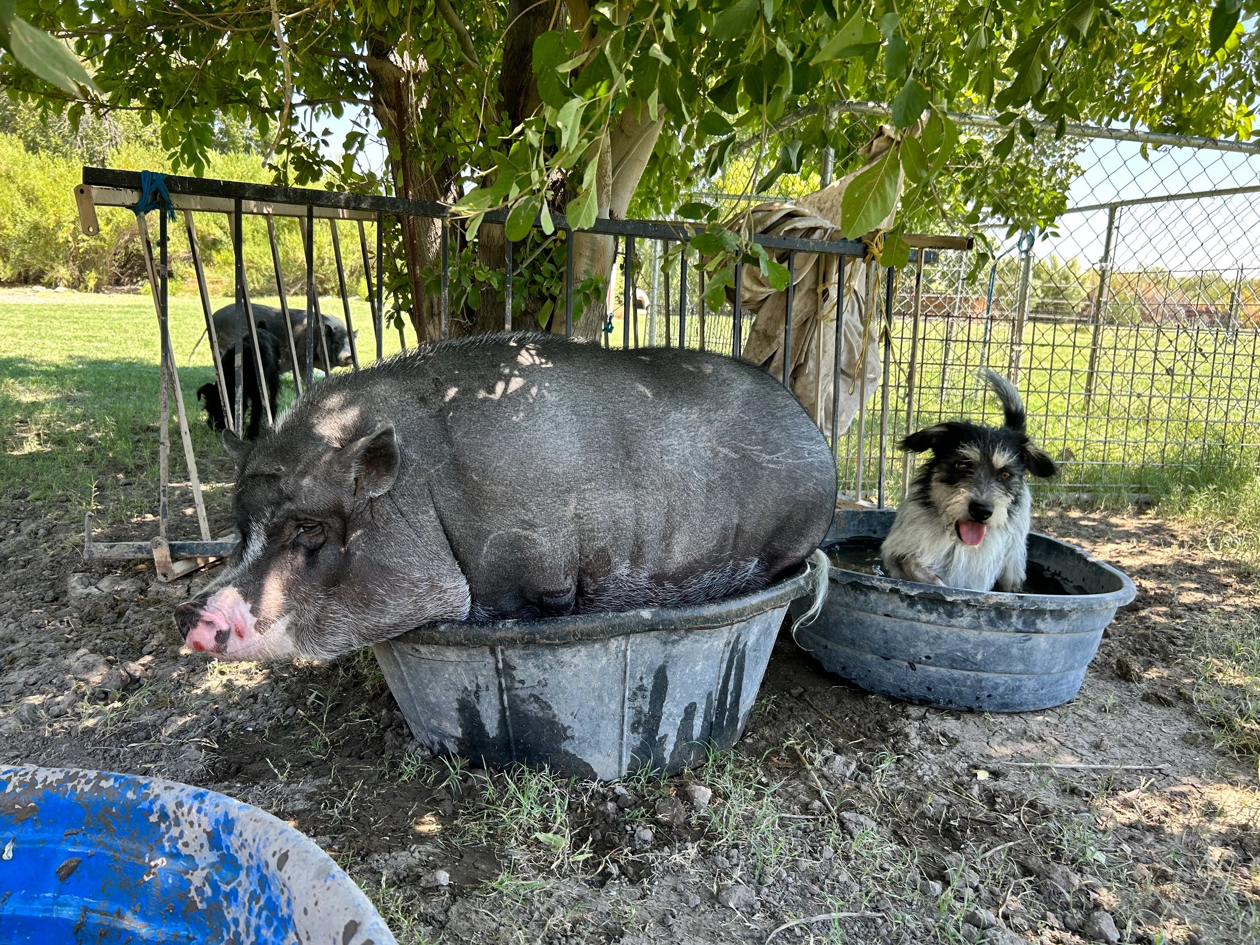 Windy's Ranch & Rescue - Pig Sanctuary, Animal Rescue, Petfinder