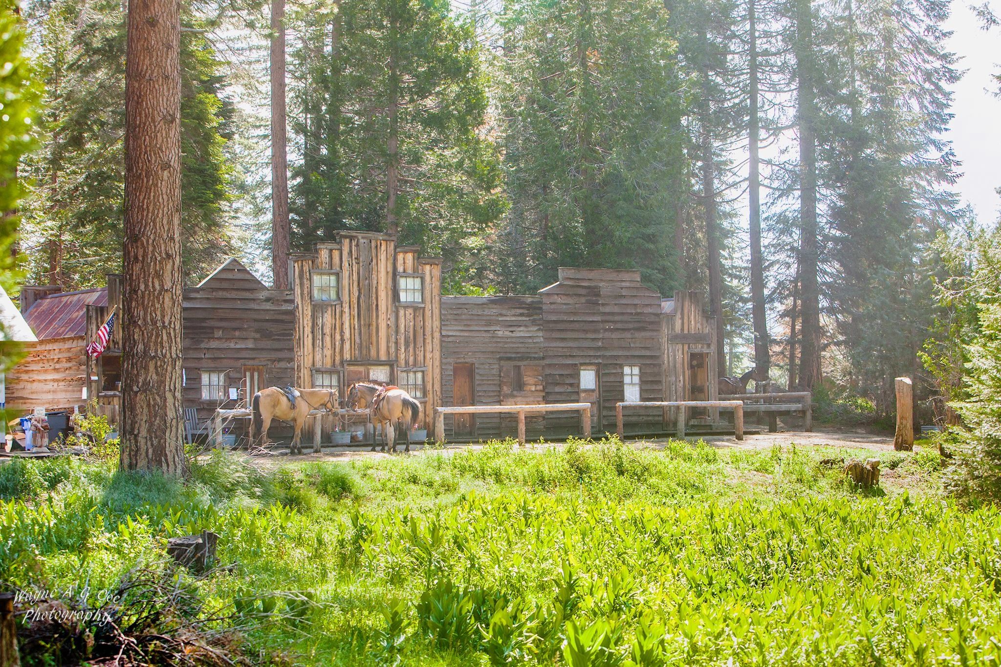 Horseback Rides - Shaver Stable