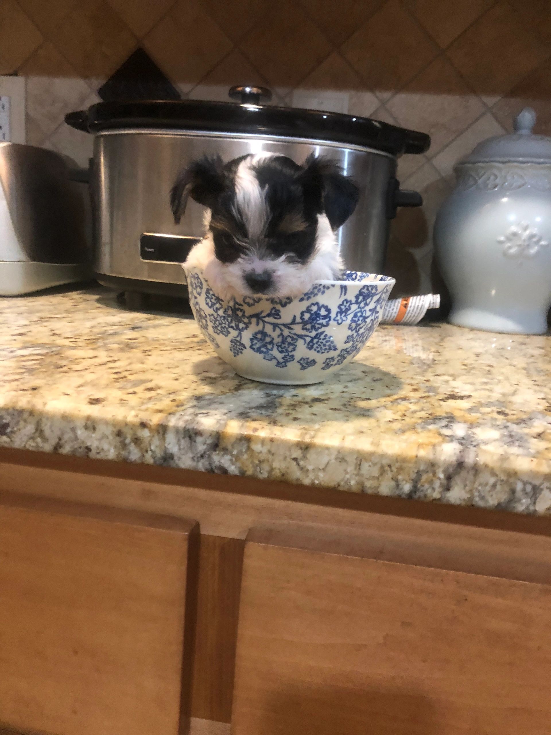 Puppies | All Star Designer Yorkies