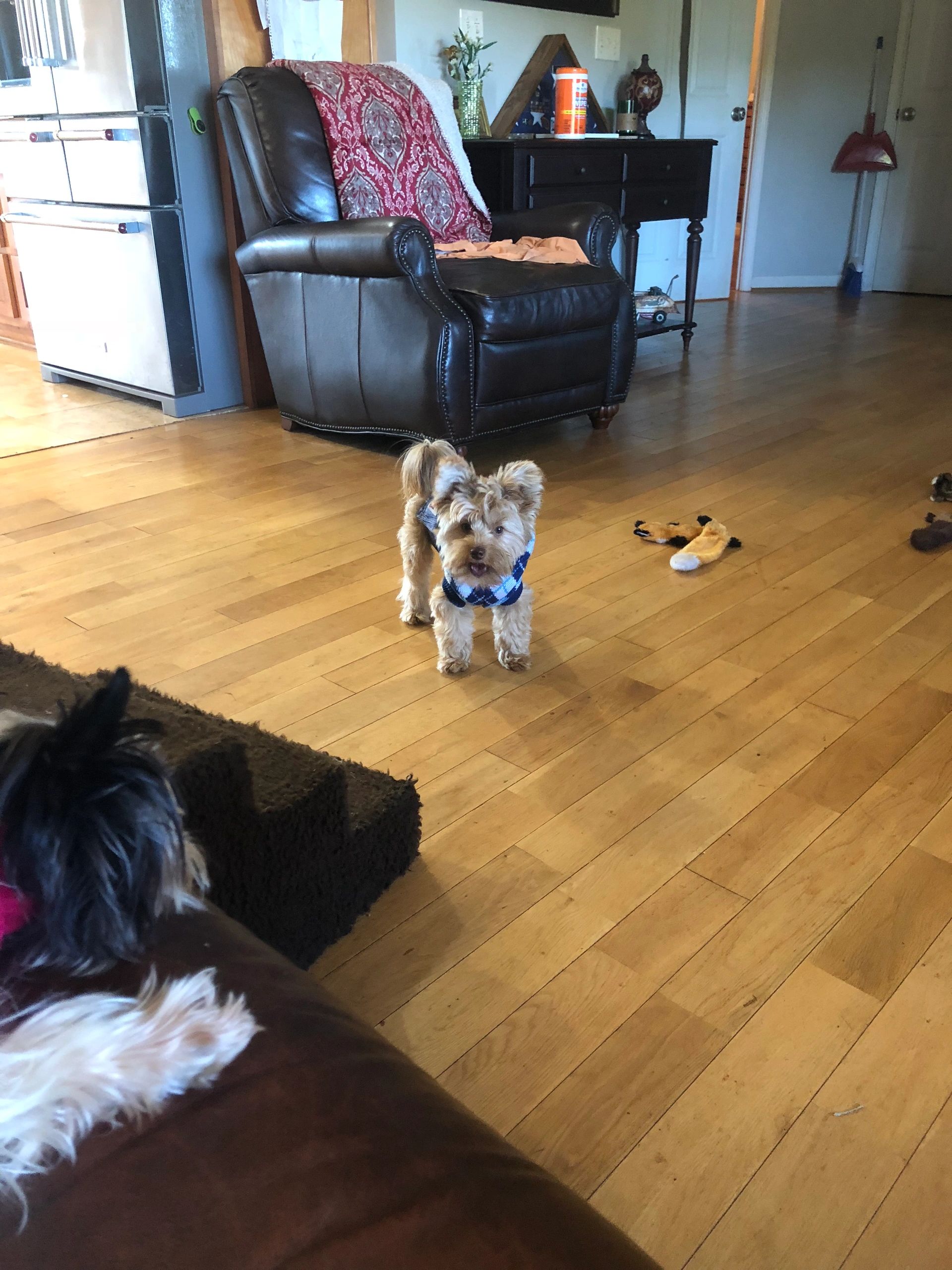 Puppies | All Star Designer Yorkies