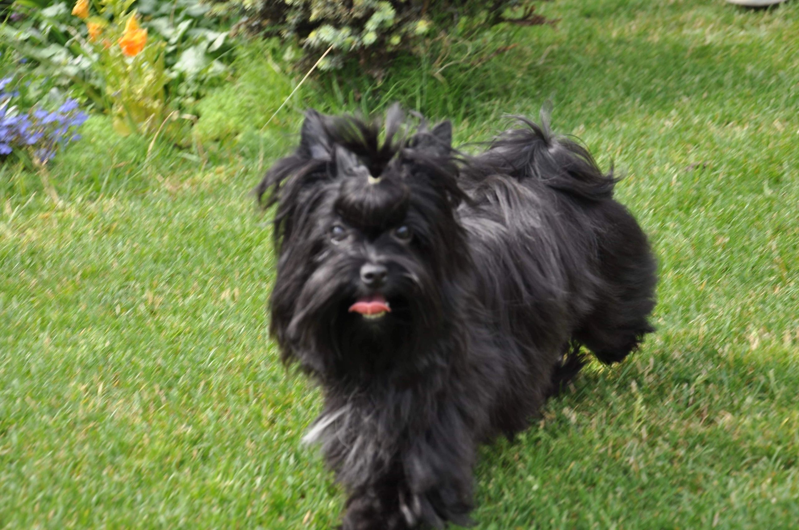 Black Cairn Terrier Yorkie Mix