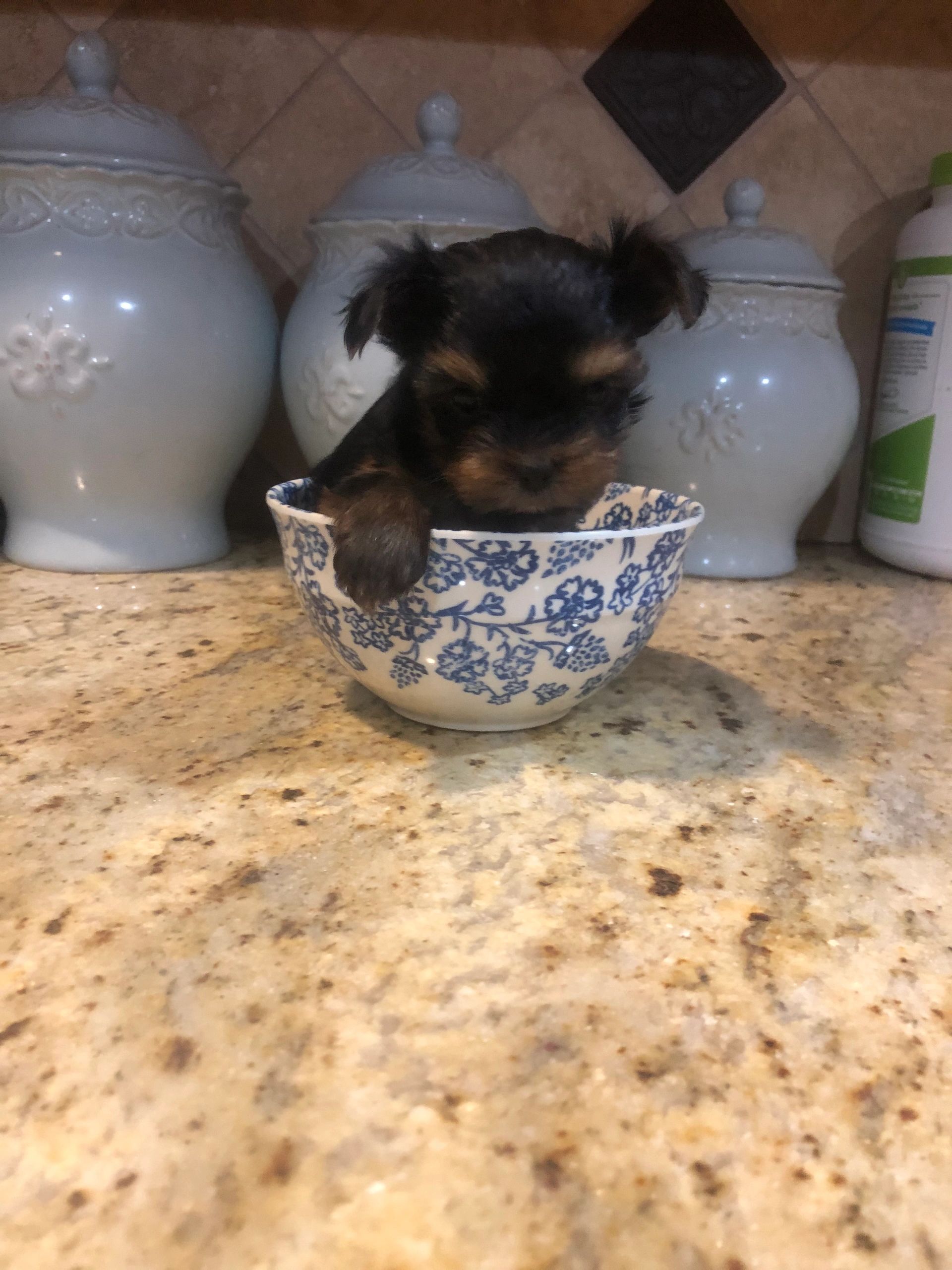 Puppies | All Star Designer Yorkies