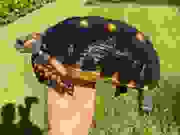 PRICELIST | Southern Reptiles