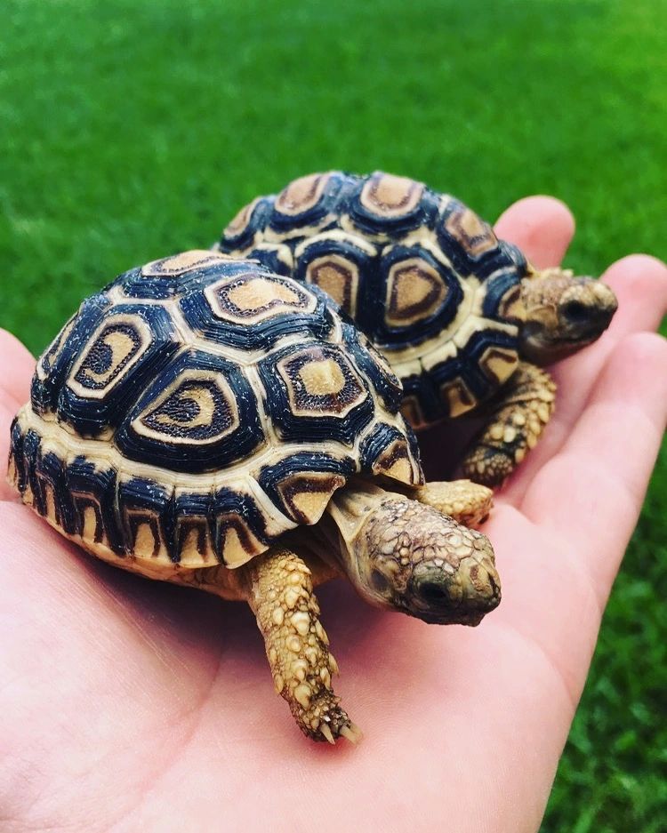 Southern Reptiles - Reptiles, Reptiles, Pets, Tortoise