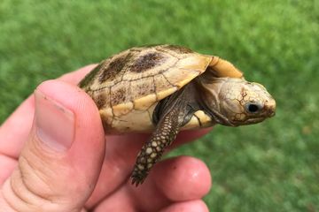 PRICELIST | Southern Reptiles