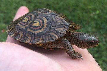 PRICELIST | Southern Reptiles