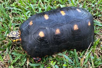 PRICELIST | Southern Reptiles